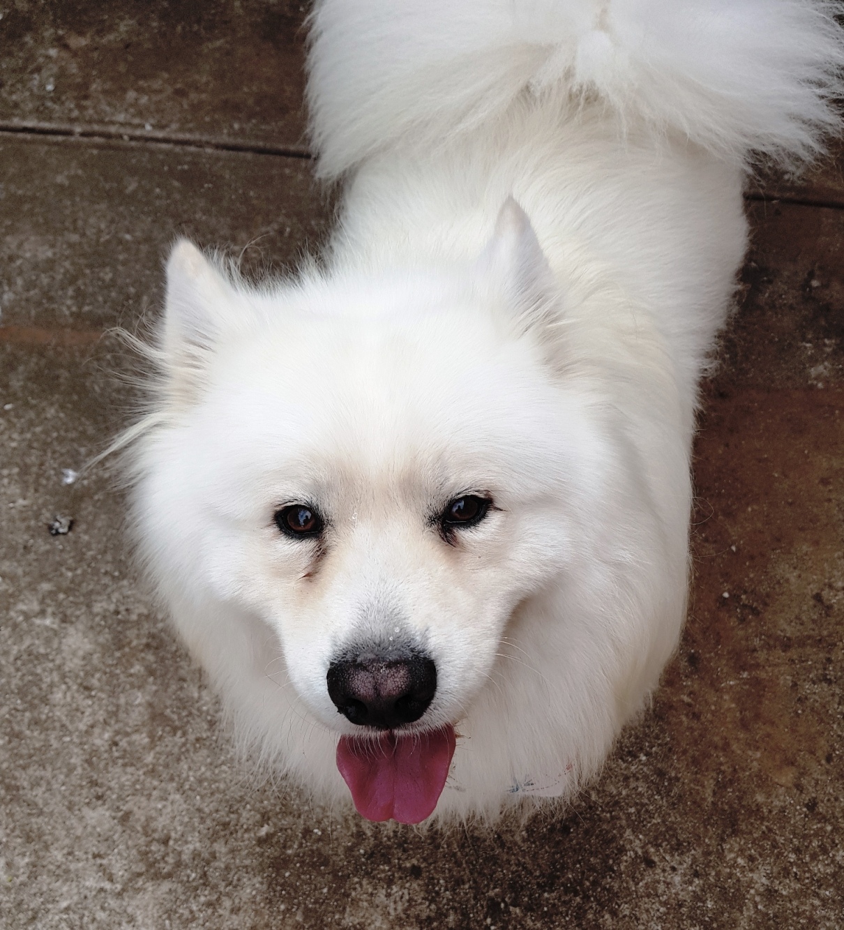 Joji - Large Male Samoyed Dog in VIC - PetRescue