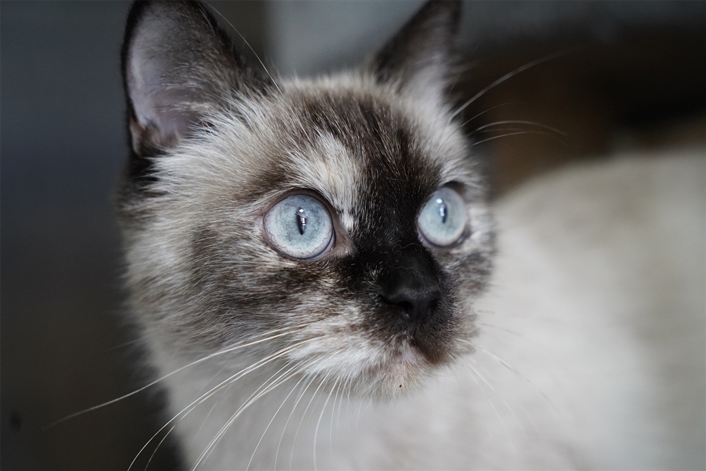 Coco - Female Himalayan x Ragdoll Mix Cat in ACT - PetRescue