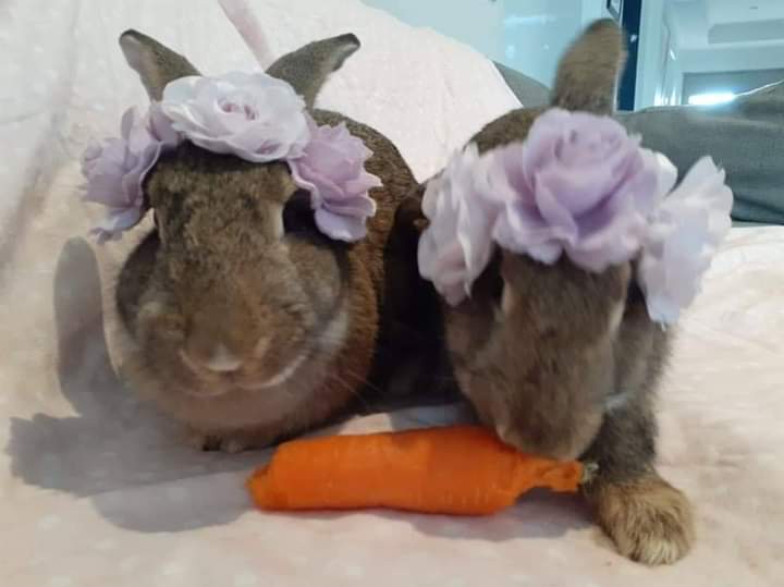 Nutmeg and Honey - Female Rabbit in WA - PetRescue