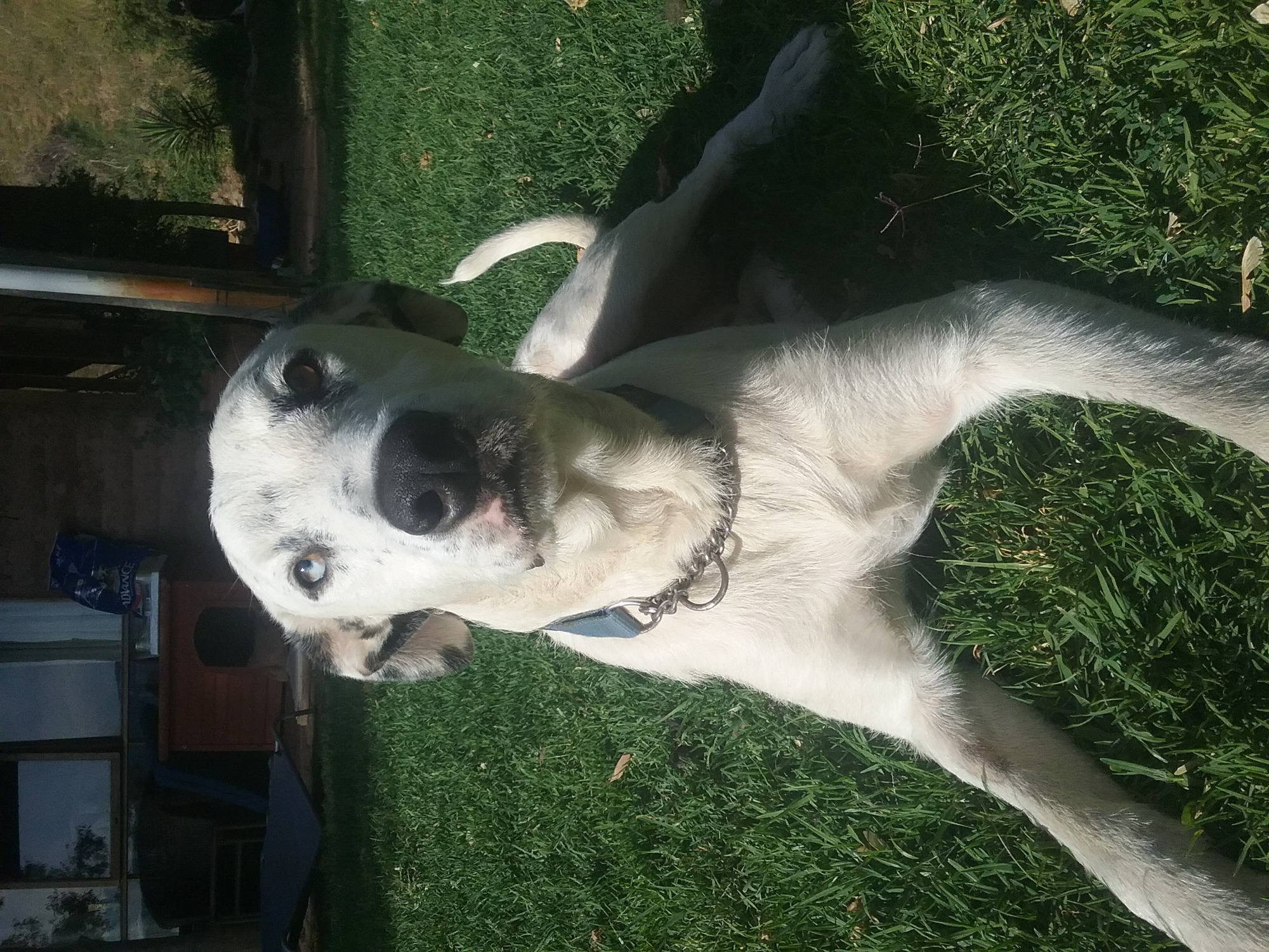 Buster - Large Male Dalmatian Mix Dog in VIC - PetRescue