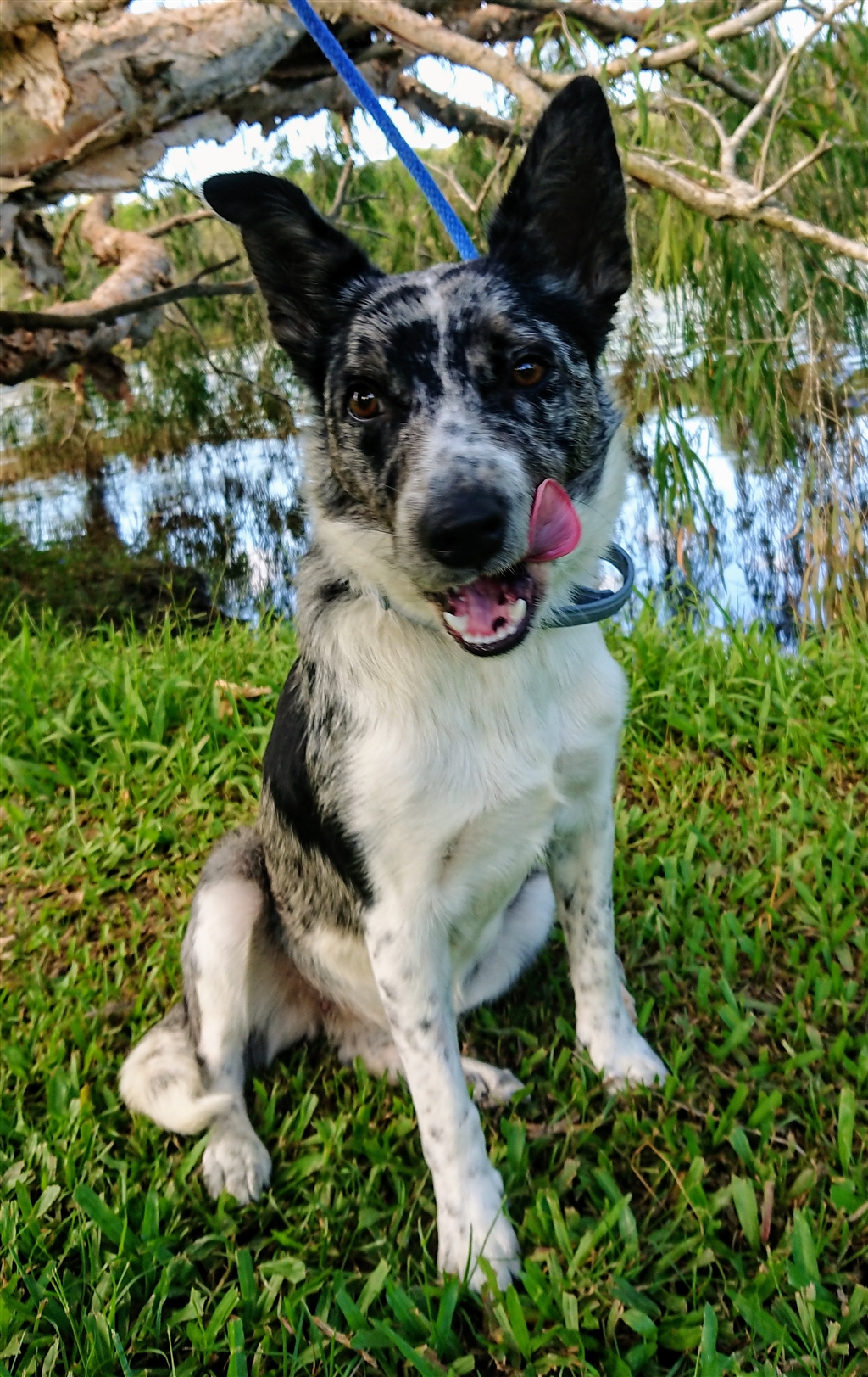 Karma - Medium Female Australian Koolie Mix Dog in QLD - PetRescue