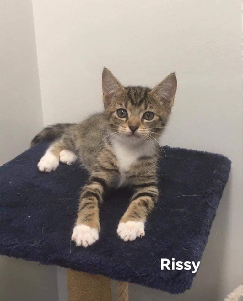 Rissy - Female Domestic Short Hair Cat in QLD - PetRescue