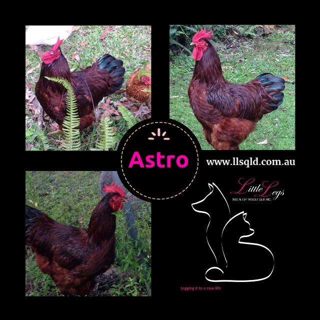 Astro - Male Chicken Chicken in QLD - PetRescue