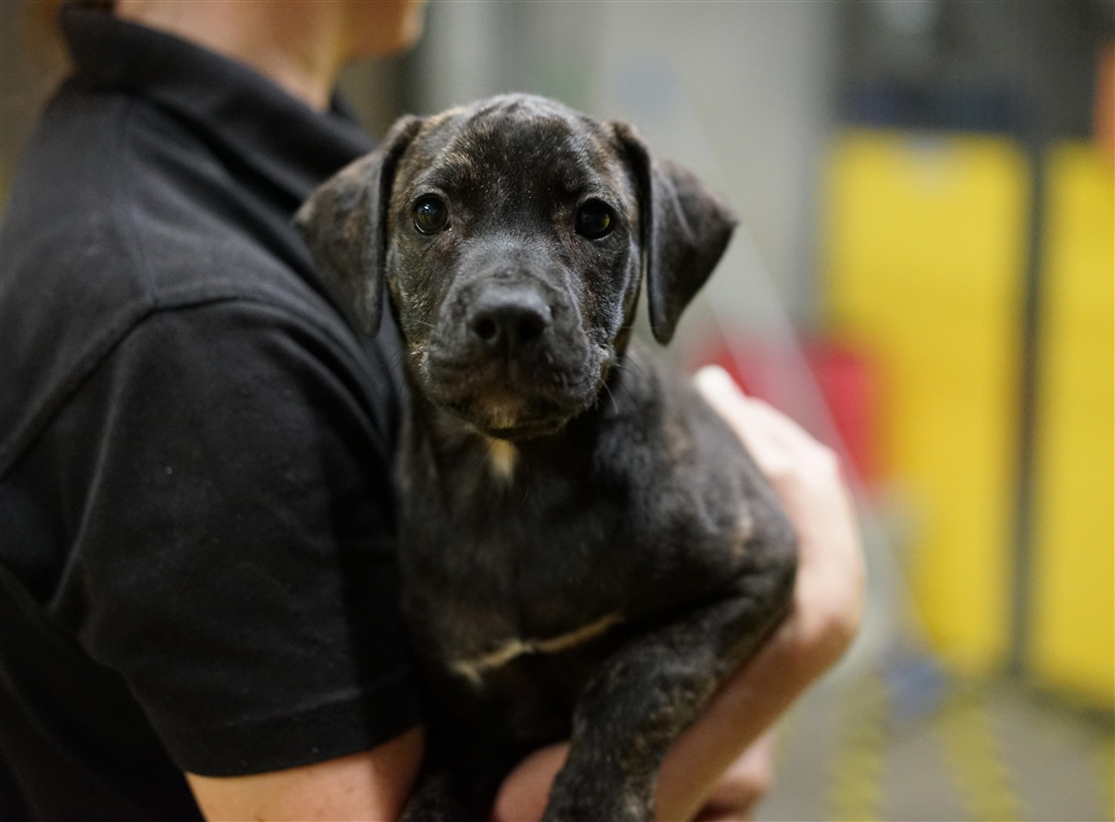 Monty - Medium Male Boxer x American Staffordshire Bull Terrier Mix Dog ...