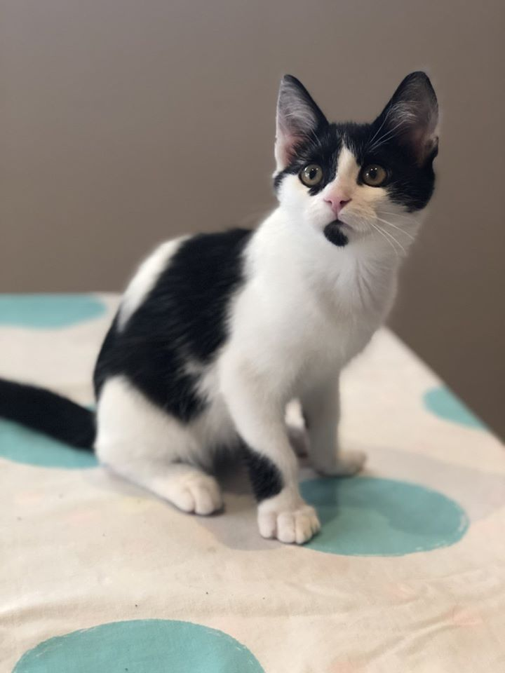 2635 – Zeb - Male Domestic Short Hair Cat in WA - PetRescue