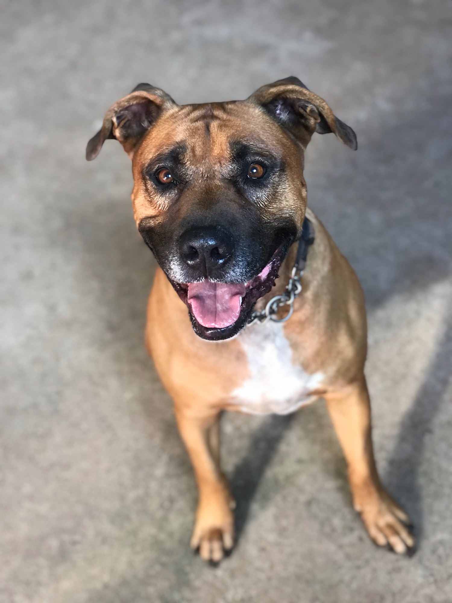 Staffy Rescue - PetRescue