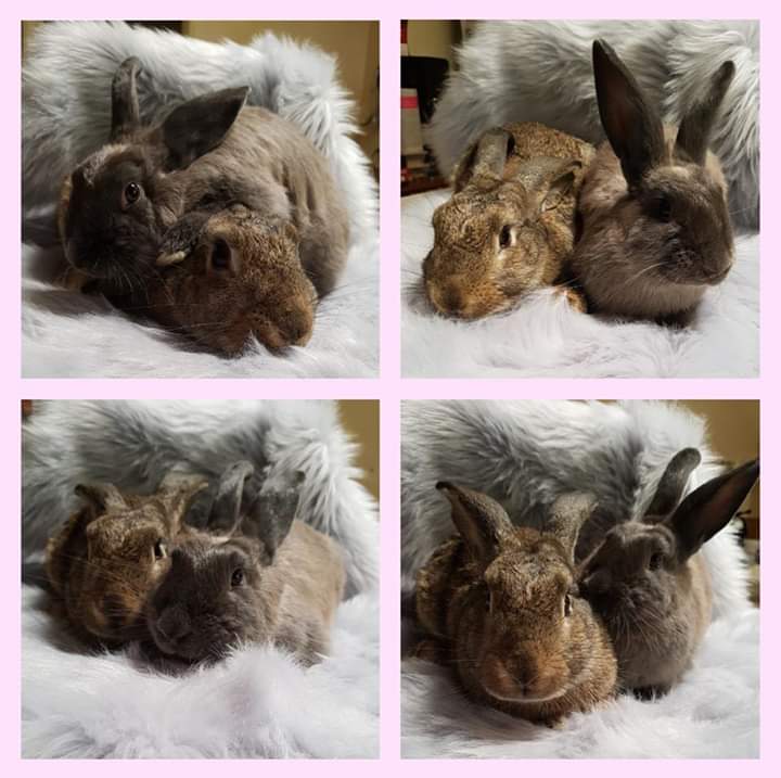 Mirabelle and Mocha - Male Rabbit in WA - PetRescue