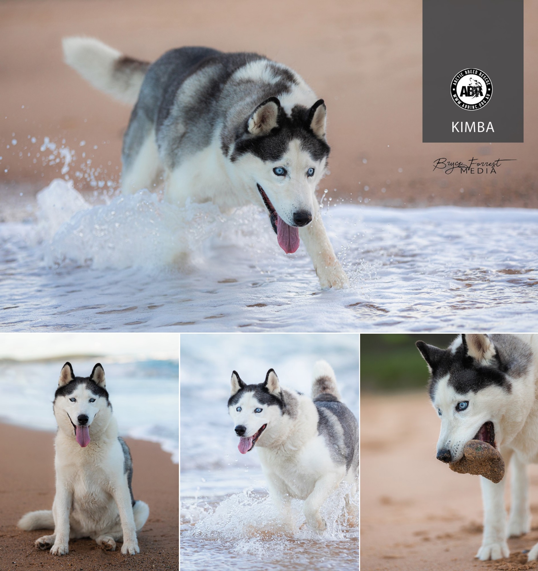 Arctic Breed Rescue Inc - PetRescue