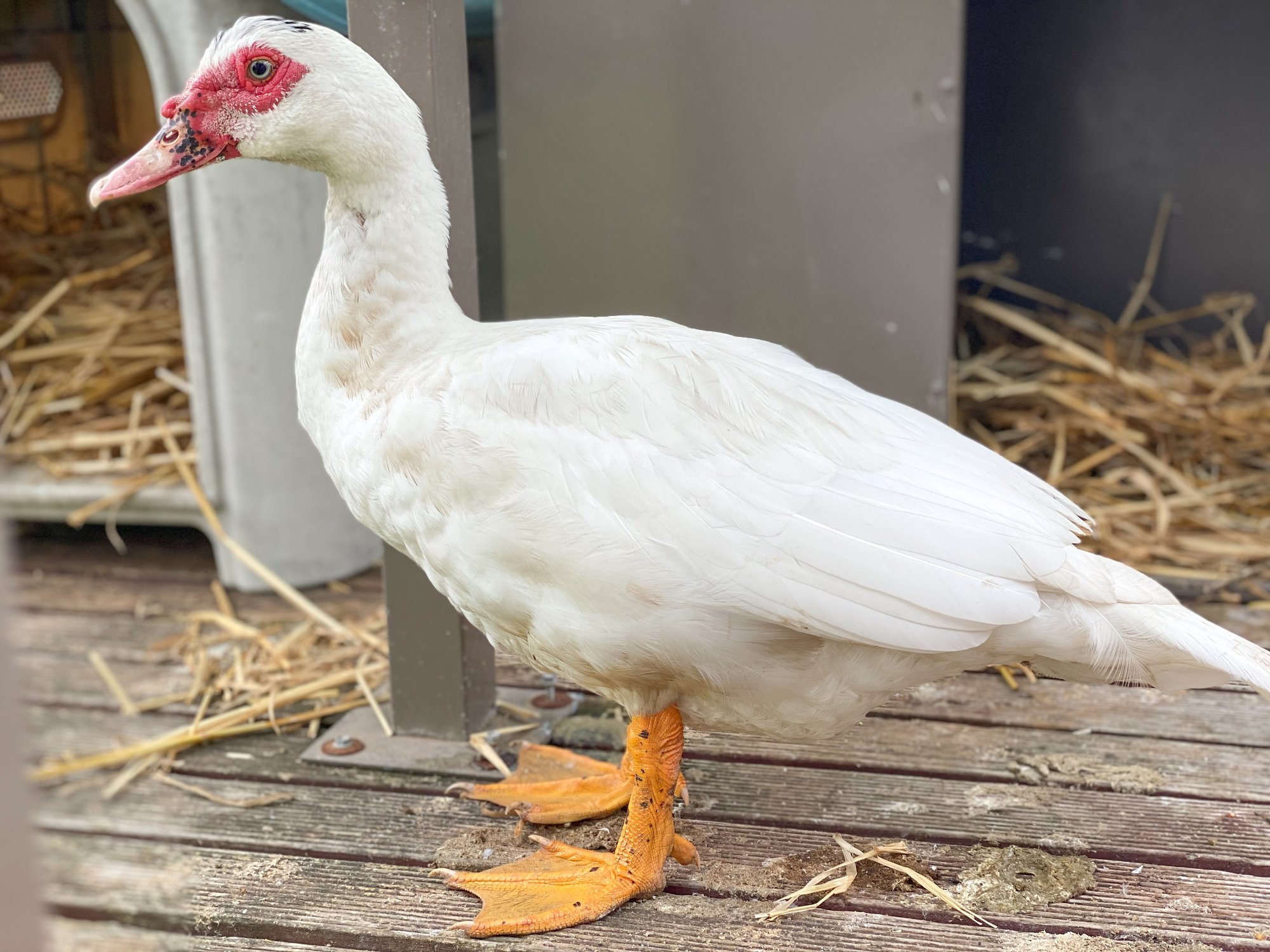 Quackles - Female Duck in NSW - PetRescue