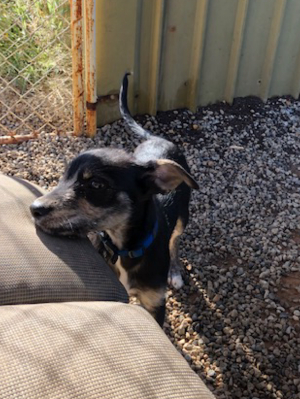 Hank - Medium Male Staghound x Wolfhound Dog in WA - PetRescue