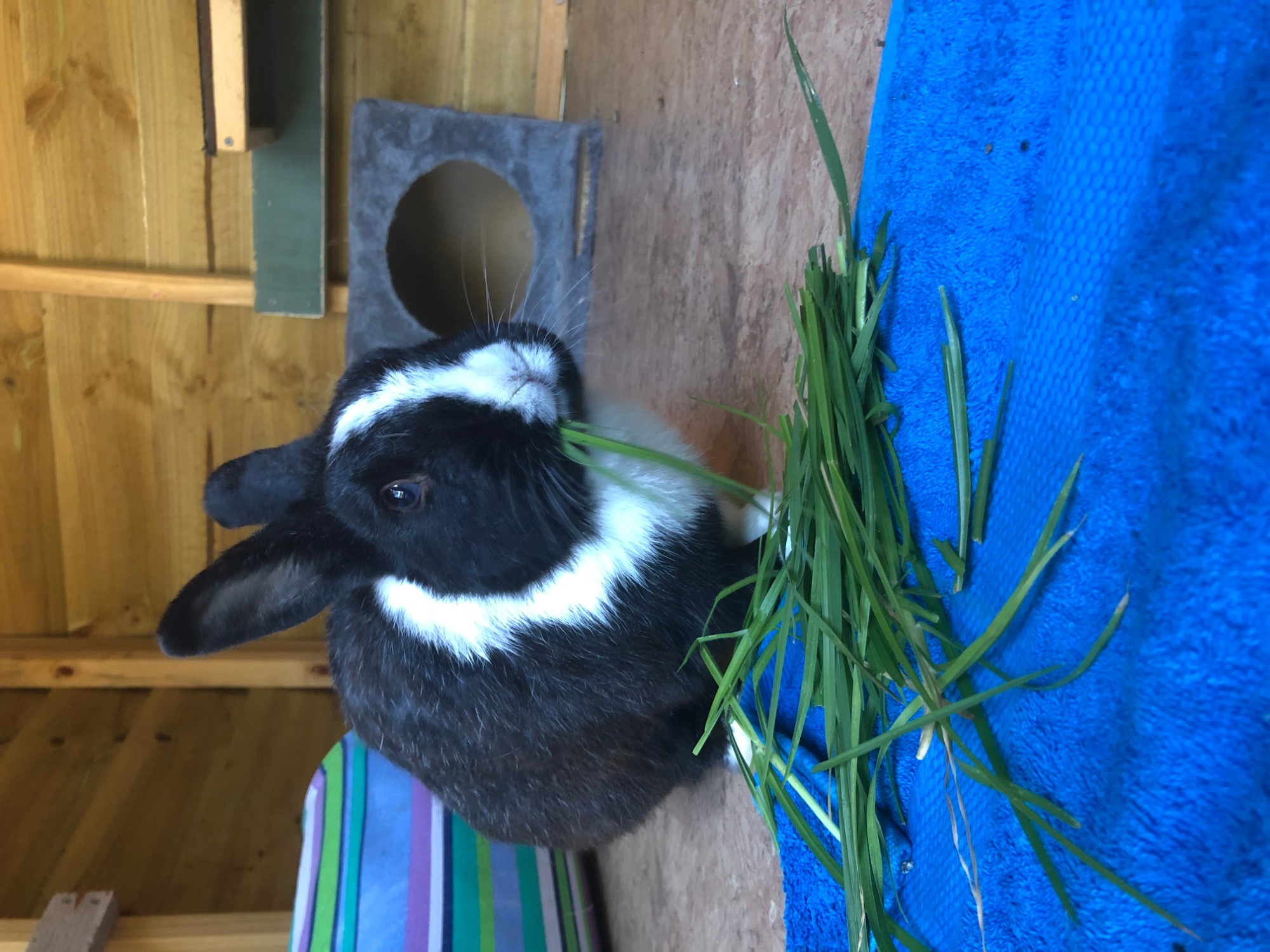 Olie - Male Dutch Rabbit in VIC - PetRescue