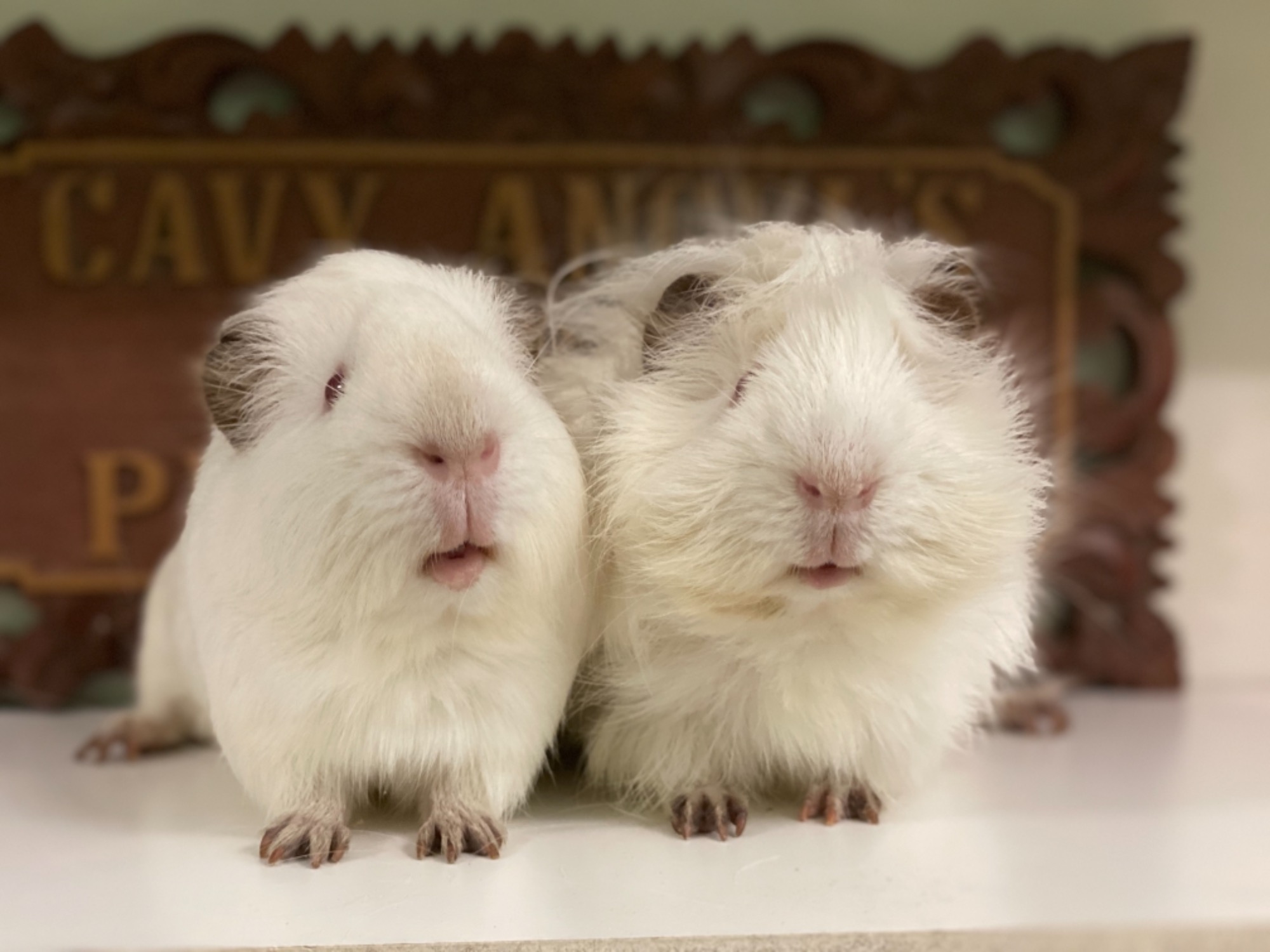Snow and Cotton - Male Short-hair Abyssinian x Smooth Hair Guinea Pig ...