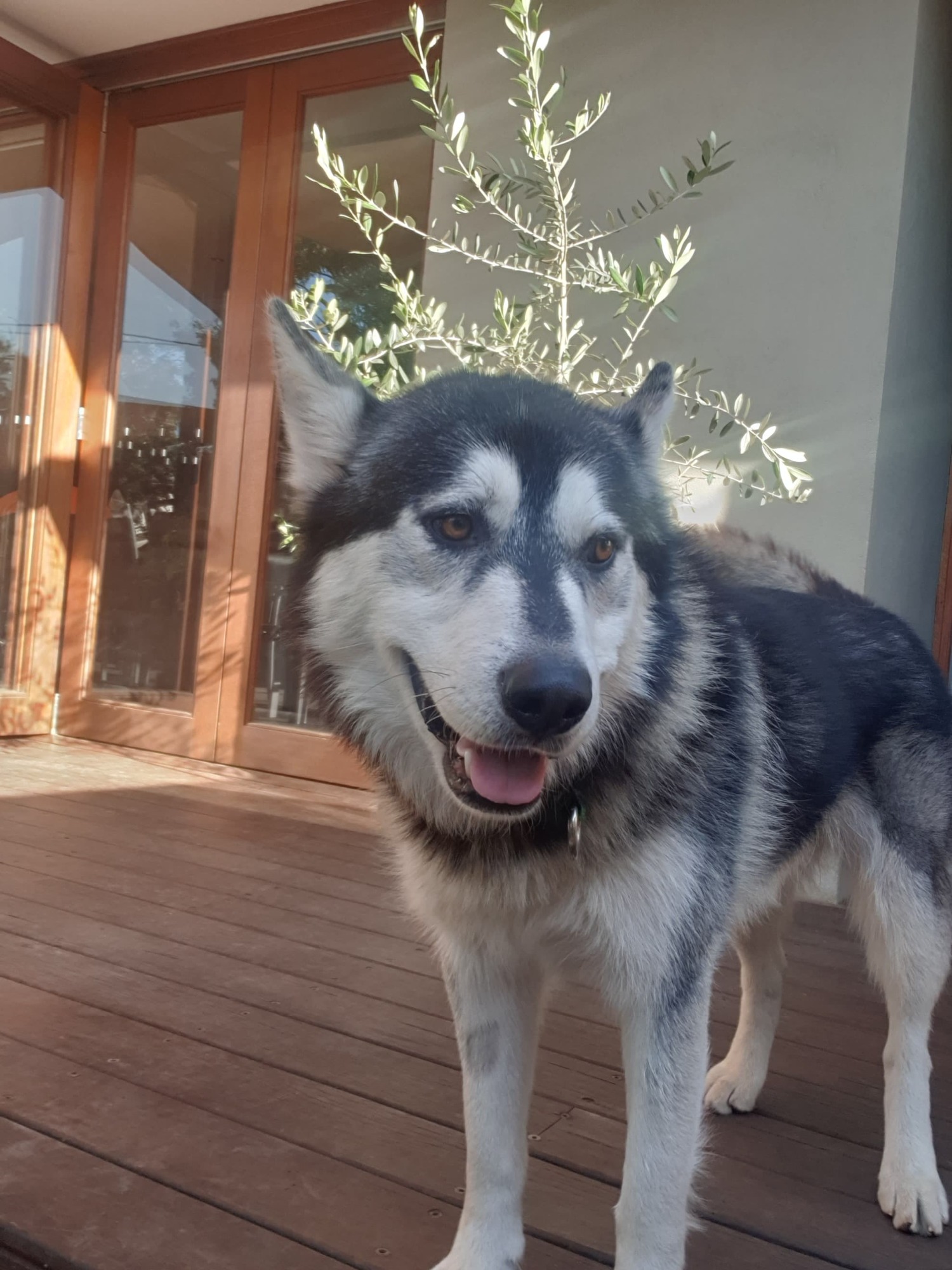 Sonic - Medium Male Siberian Husky Mix Dog in VIC - PetRescue