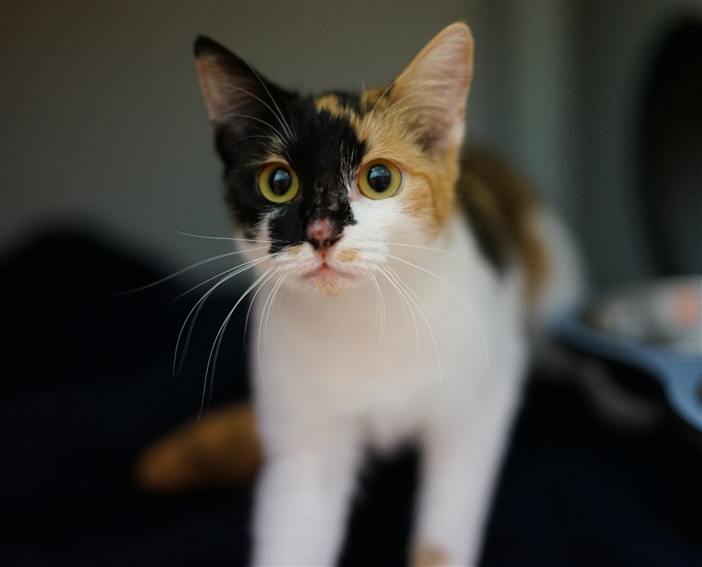 Rita Skeeta - Female Domestic Short Hair Mix Cat in QLD - PetRescue