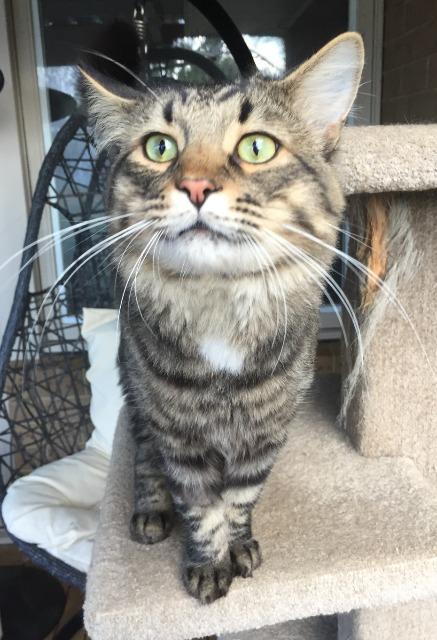 Boof - Male Domestic Medium Hair Cat in VIC - PetRescue