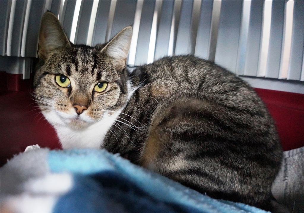 Stumpy - Female Domestic Short Hair Mix Cat in TAS - PetRescue