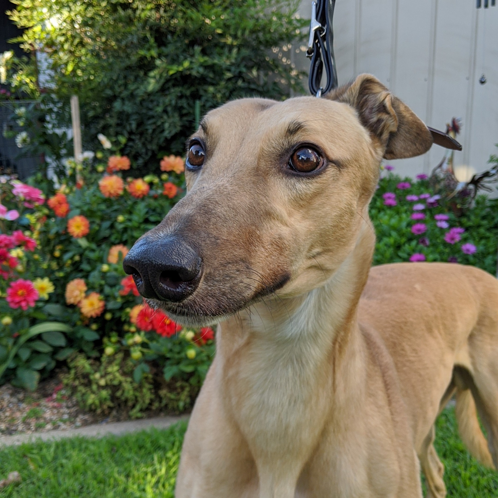 Goldie - Large Male Greyhound Dog in NSW - PetRescue