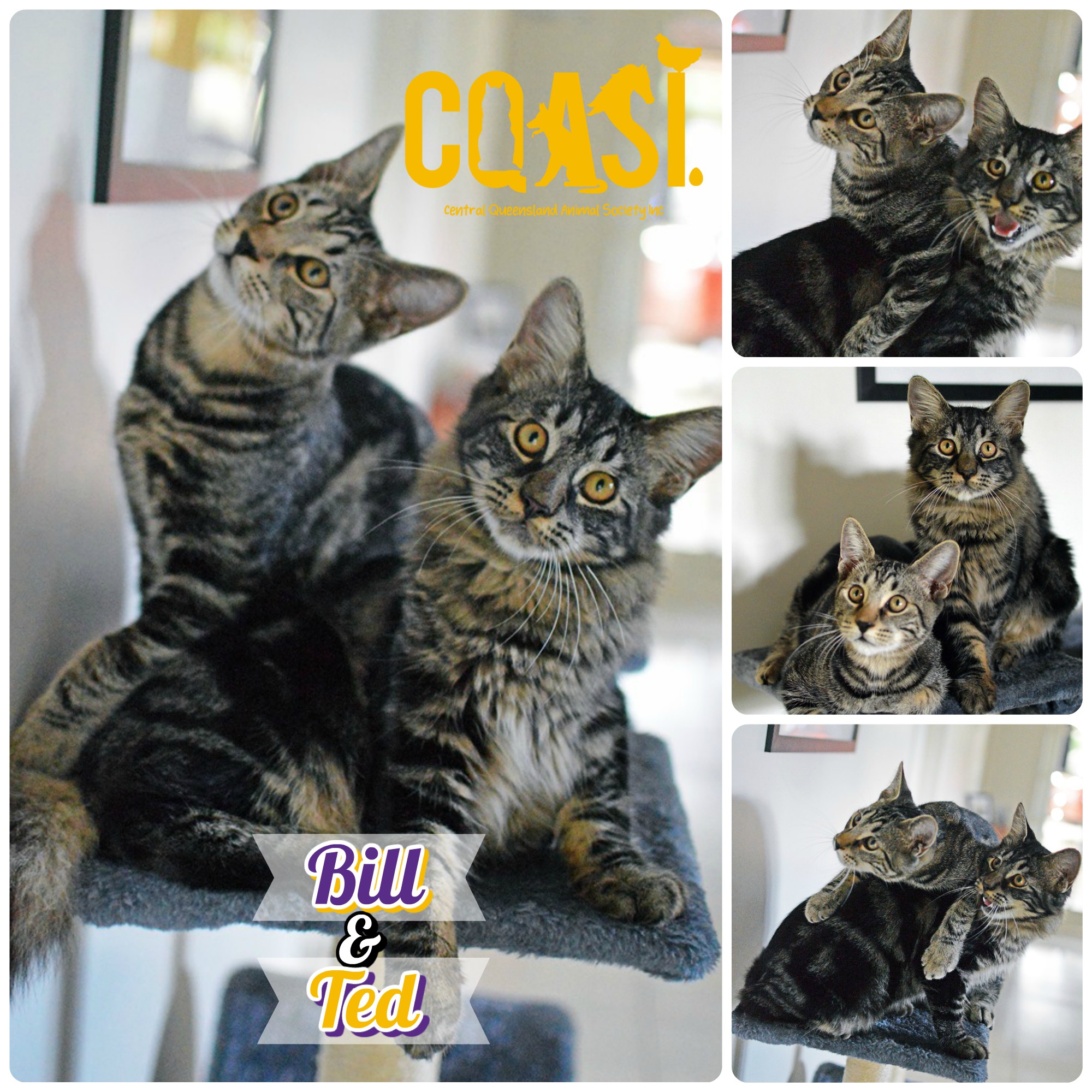 Bill & Ted - Male Manx x Ragdoll Mix Cat in QLD - PetRescue