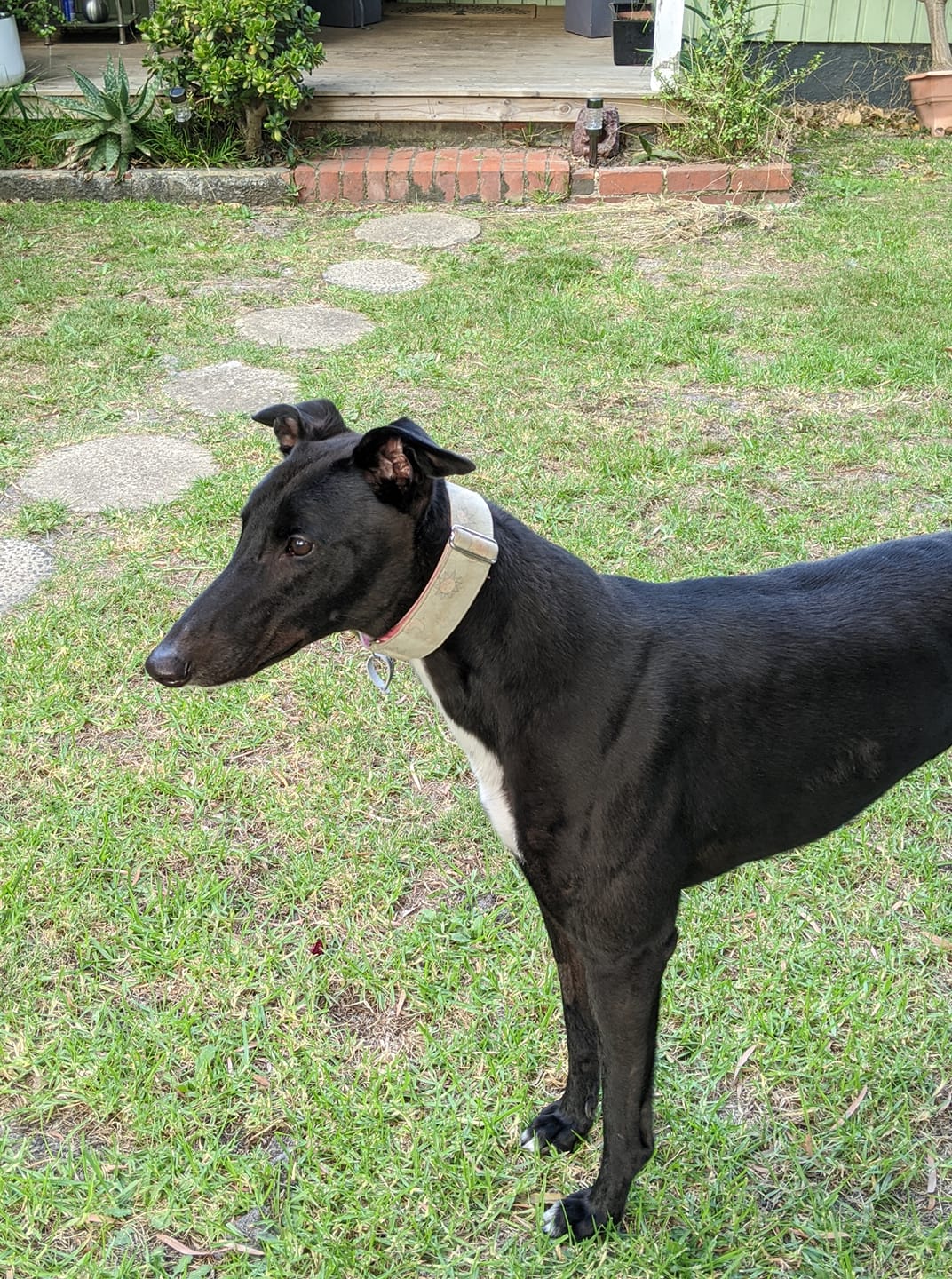 Ludo (Fostering) - Large Male Greyhound Dog in VIC - PetRescue