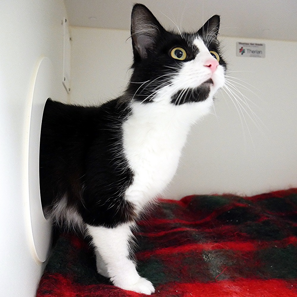 Mooshy STA005126 - Female Domestic Short Hair Cat in VIC - PetRescue