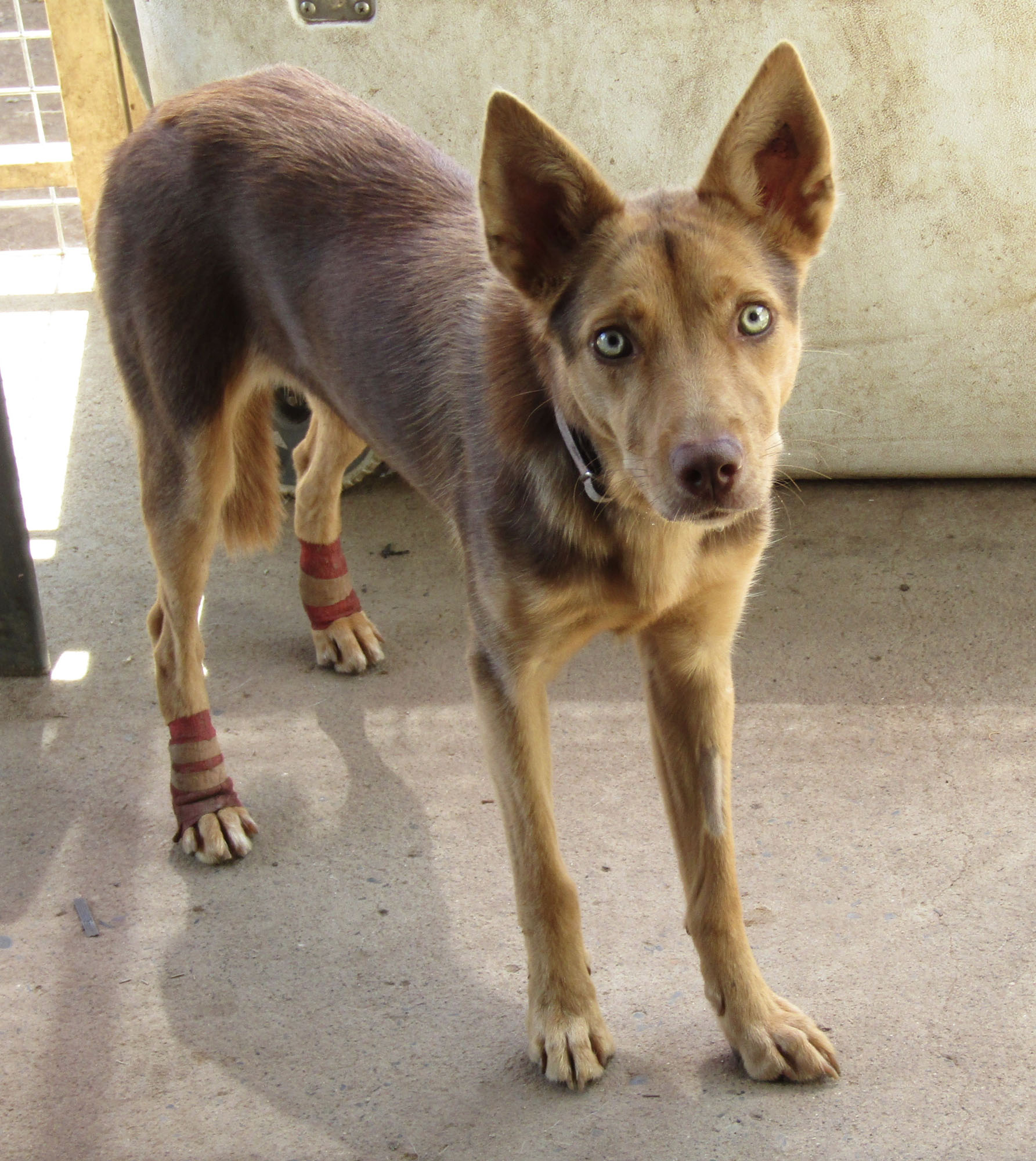 Didi - Medium Female Kelpie Dog in NSW - PetRescue