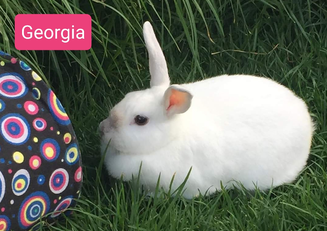 Georgia - Female Bunny Rabbit in VIC - PetRescue