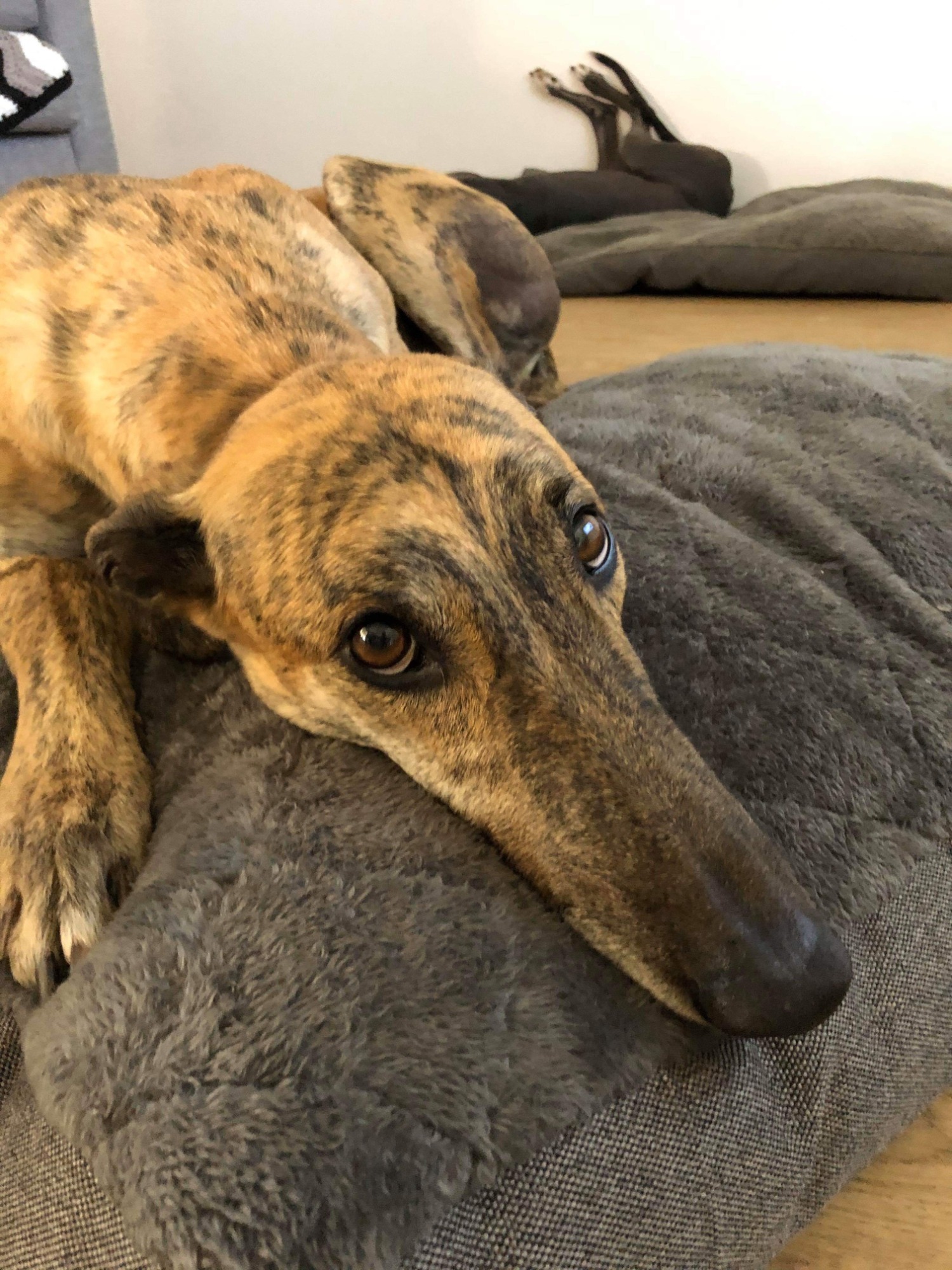 Chappy - Large Male Greyhound Dog in QLD - PetRescue