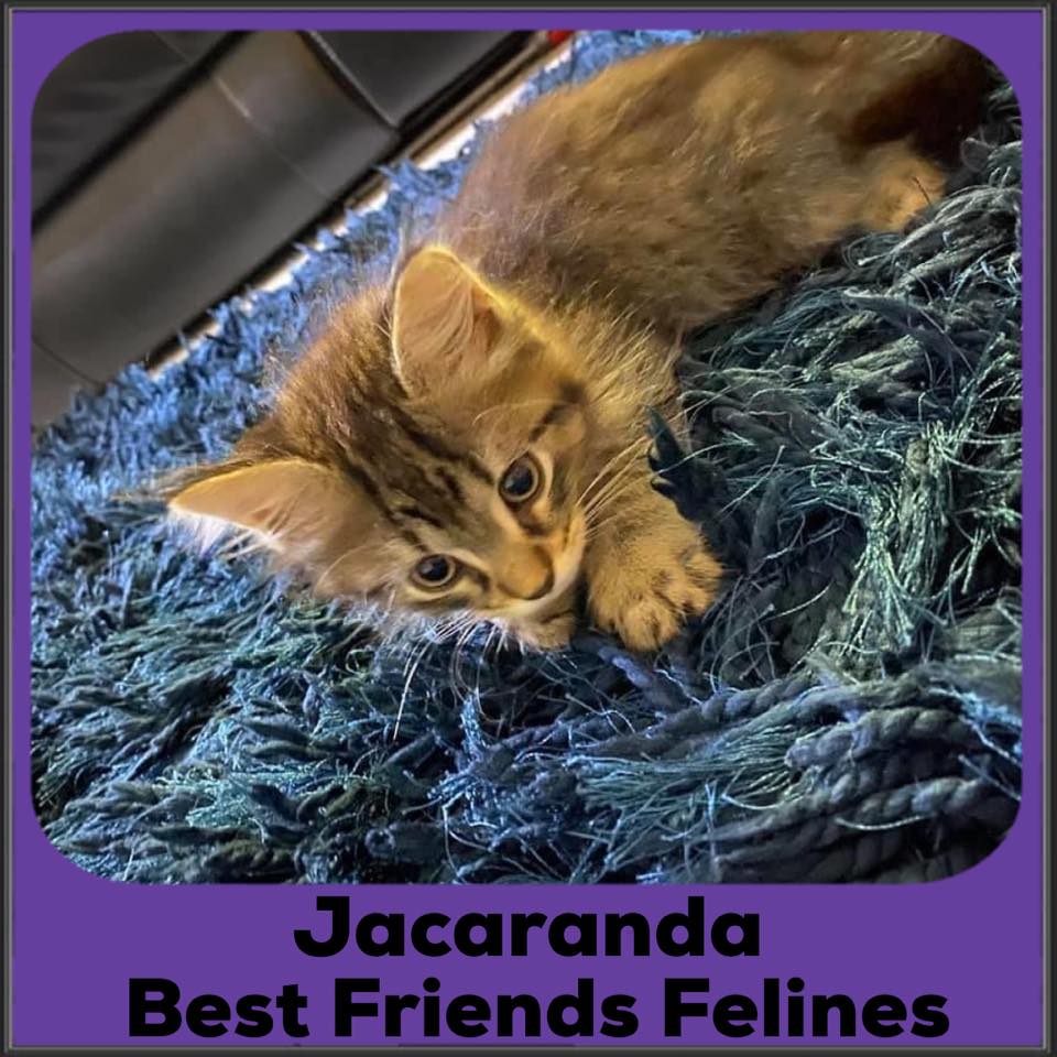 Jacaranda - Male Domestic Medium Hair Cat in QLD - PetRescue