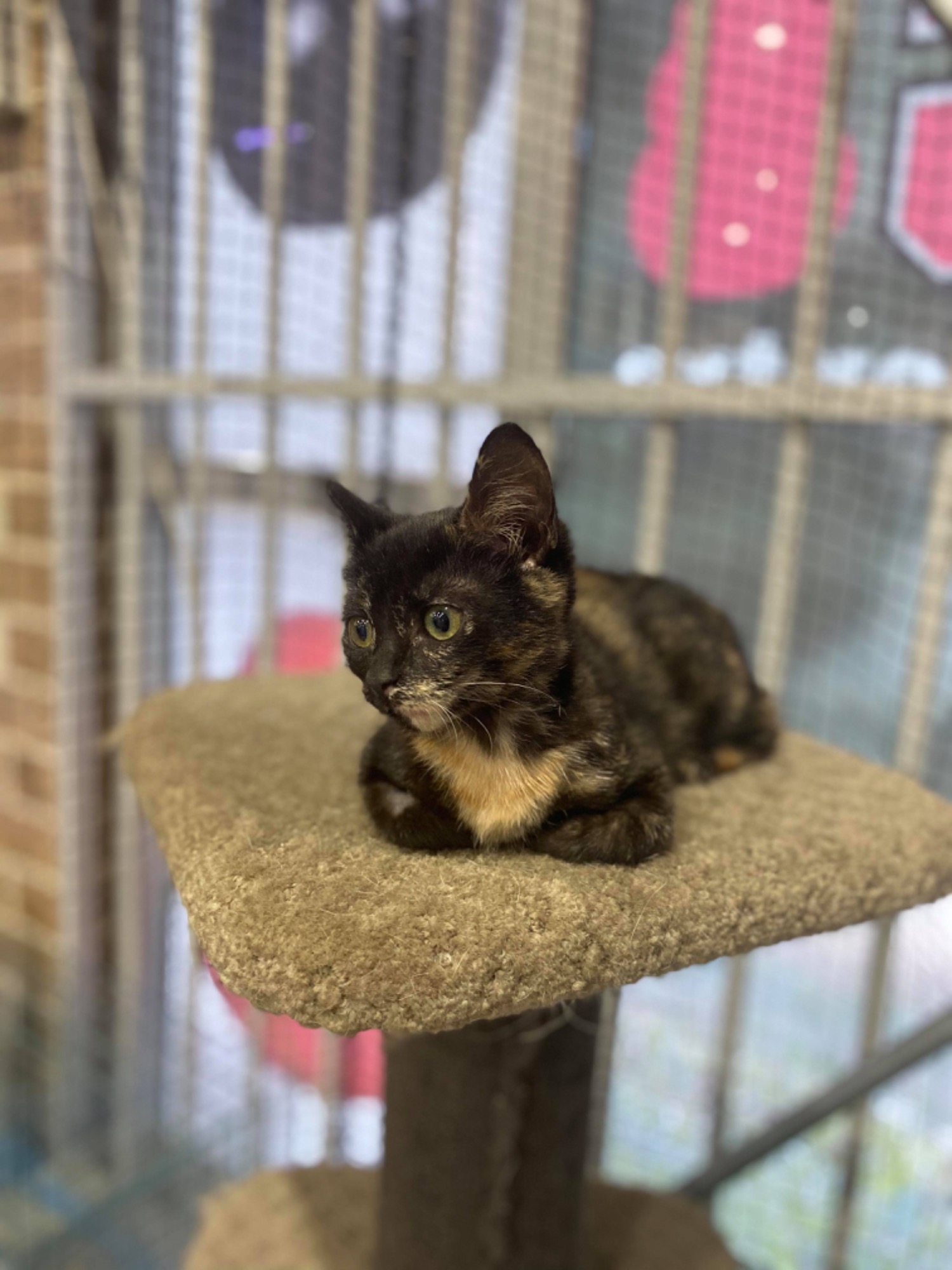 Sassy - Female Domestic Short Hair Cat in NSW - PetRescue