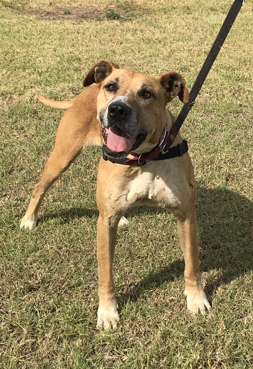 Mia - Large Female Boxer x Rhodesian Ridgeback Mix Dog in QLD - PetRescue