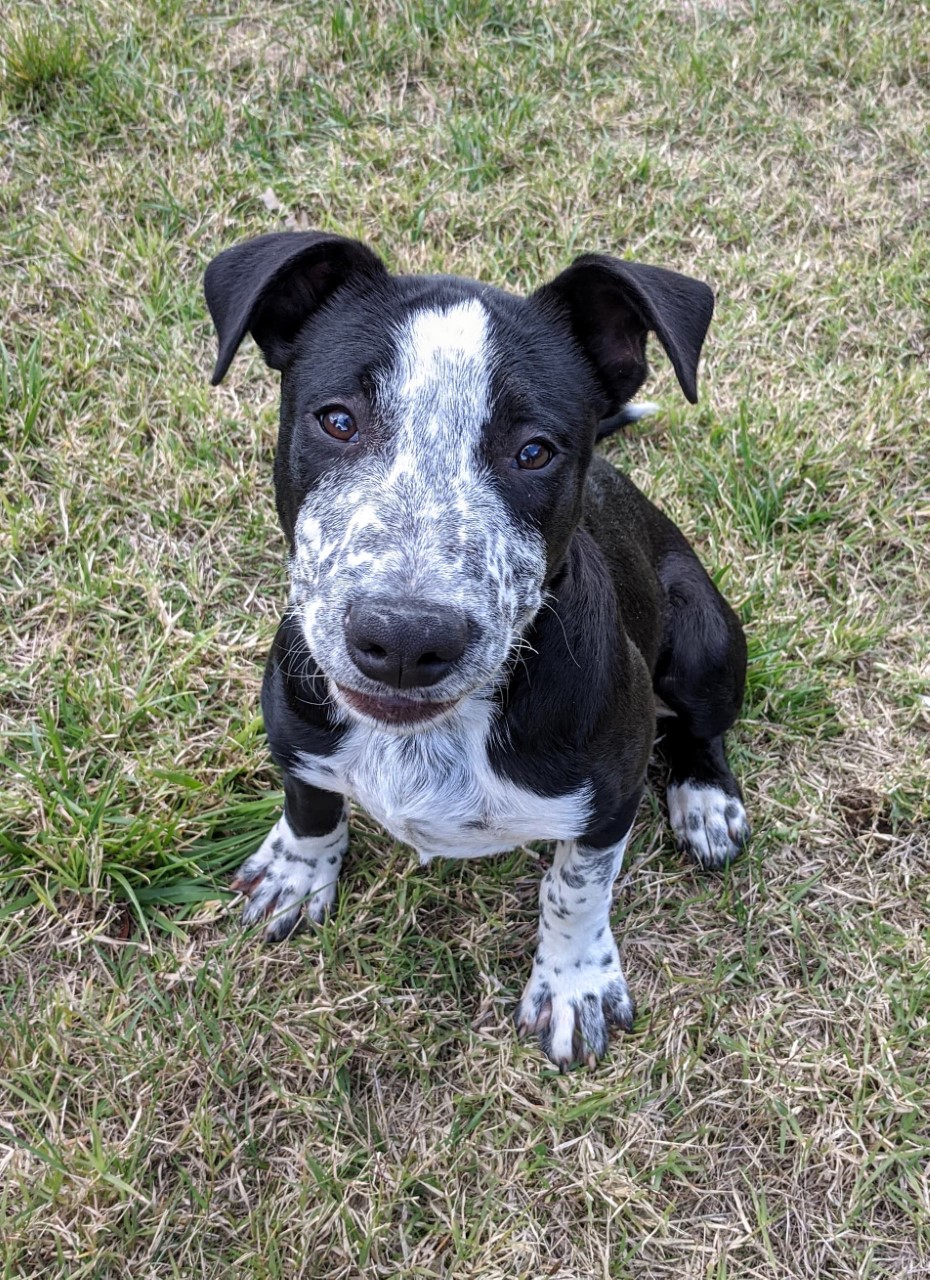 Basil - Large Male American Staffordshire Terrier x Border Collie Mix ...