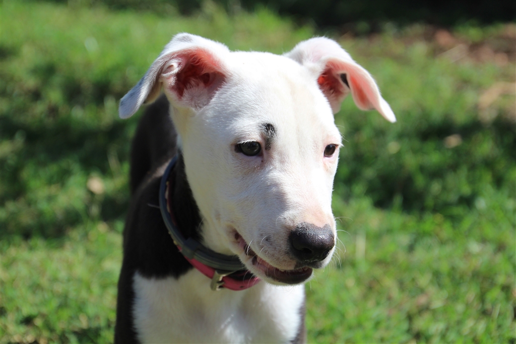 Hendrix - Medium Male Border Collie x Great Dane Mix Dog in QLD - PetRescue