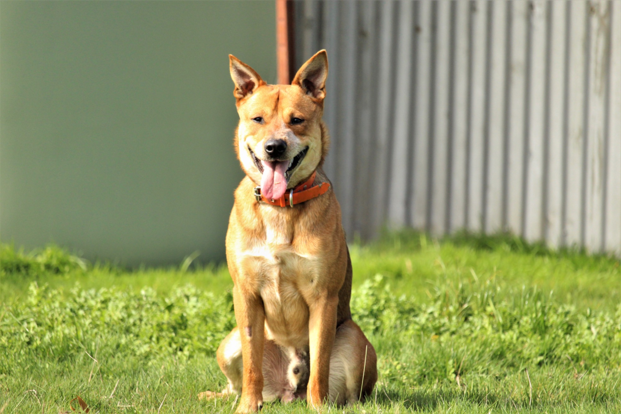 Red - Medium Male Australian Stumpy Tail Cattle Dog Mix Dog in VIC ...