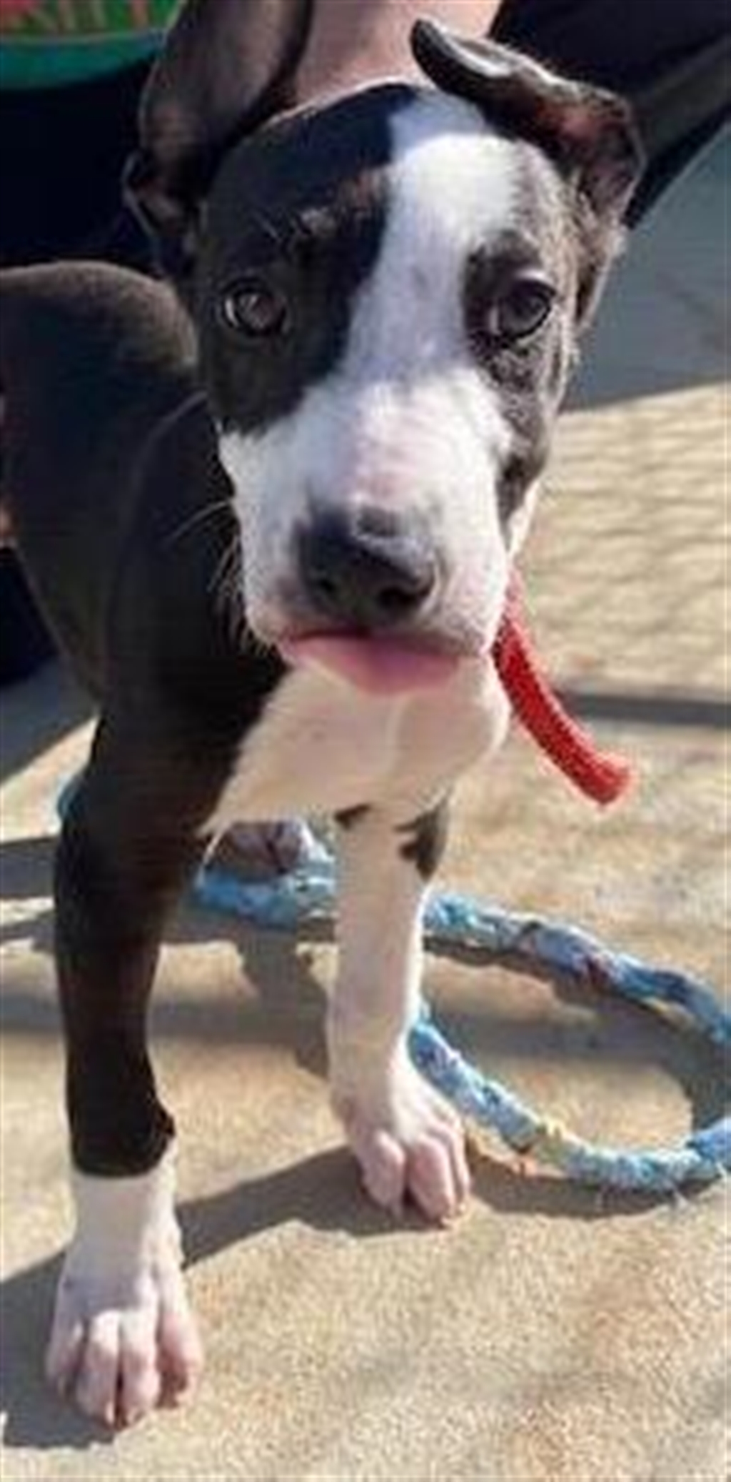 Archie - Medium Male Border Collie x Great Dane Mix Dog in QLD - PetRescue