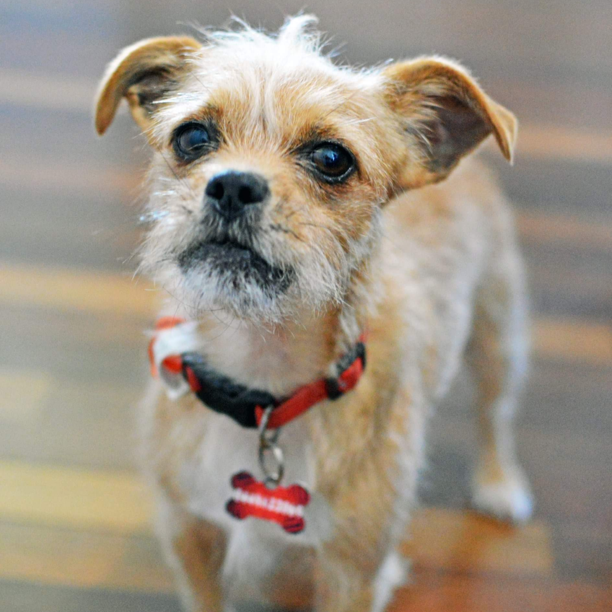 Norman - Small Male Chihuahua Dog in QLD - PetRescue