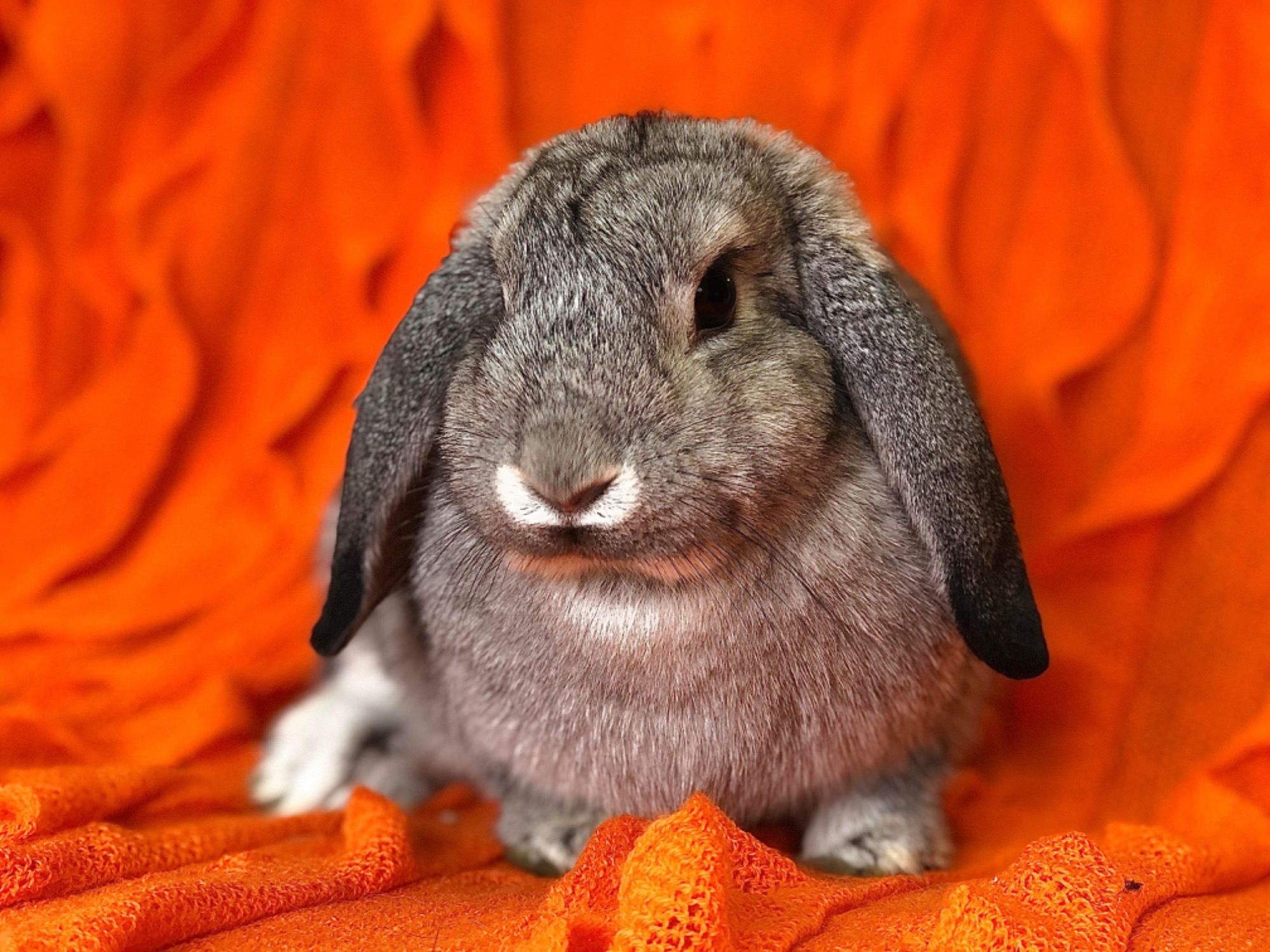 Georgia - Female Lop Eared Rabbit in VIC - PetRescue