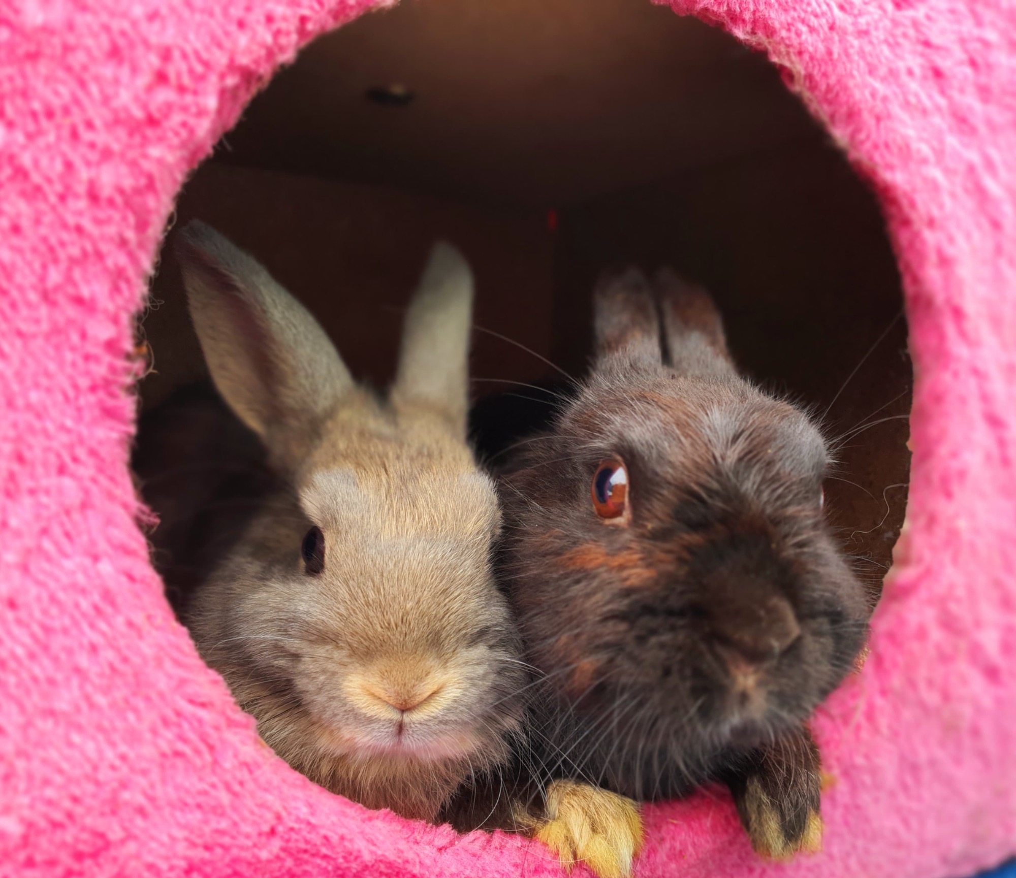 Wentworth and Skylar - Male Netherland Dwarf Mix Rabbit in VIC - PetRescue