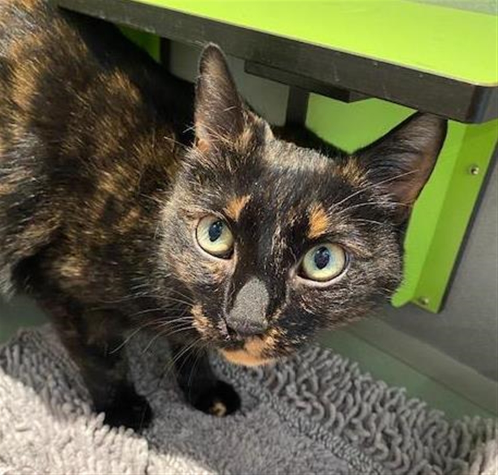 Possum - Female Domestic Short Hair Mix Cat in QLD - PetRescue