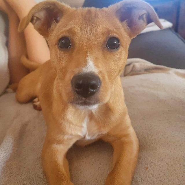 Ginge - Medium Female Mixed Breed Mix Dog in WA - PetRescue