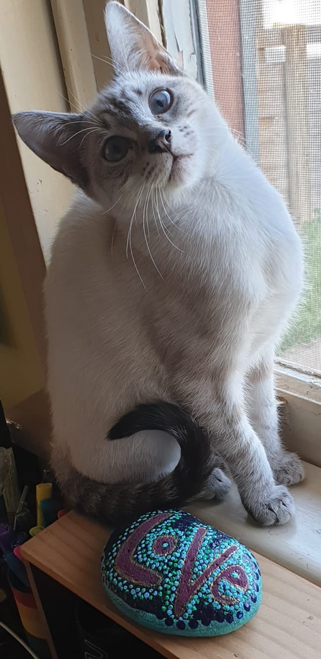 Snowflake - Female Siamese Mix Cat in NSW - PetRescue