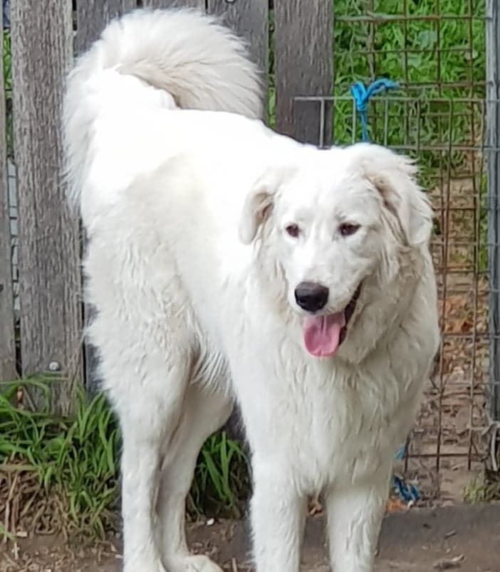 Charlie (companion dog) - Large Male Maremma Sheepdog Dog in NSW ...
