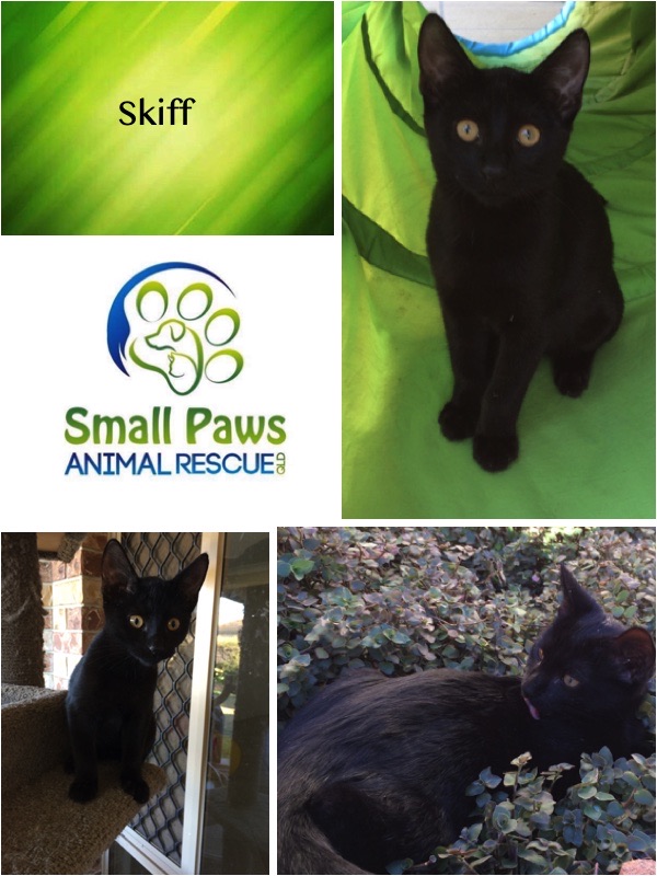 Skiff - Male Domestic Short Hair Cat in QLD - PetRescue