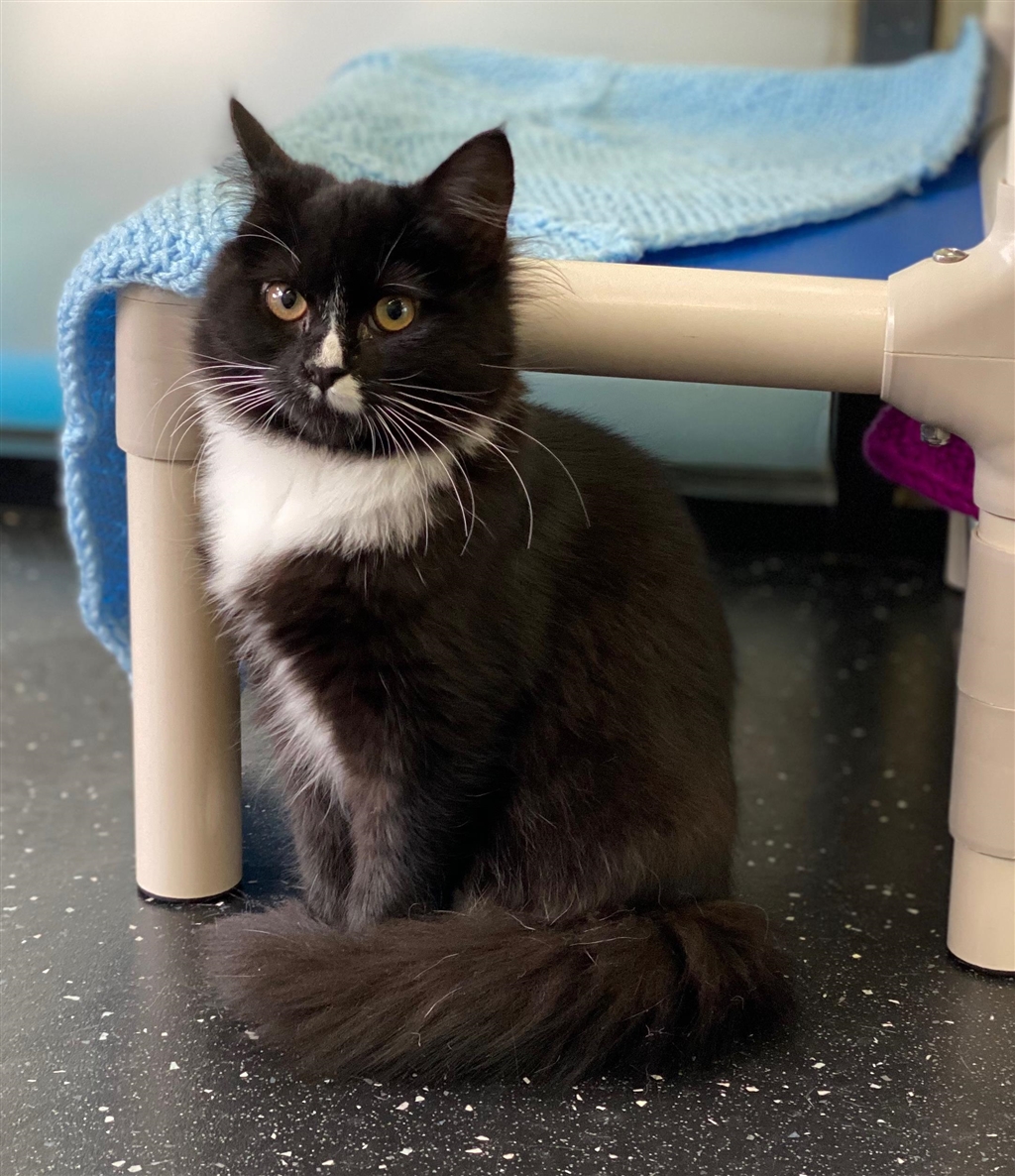 Streak - Female Domestic Short Hair Mix Cat in VIC - PetRescue