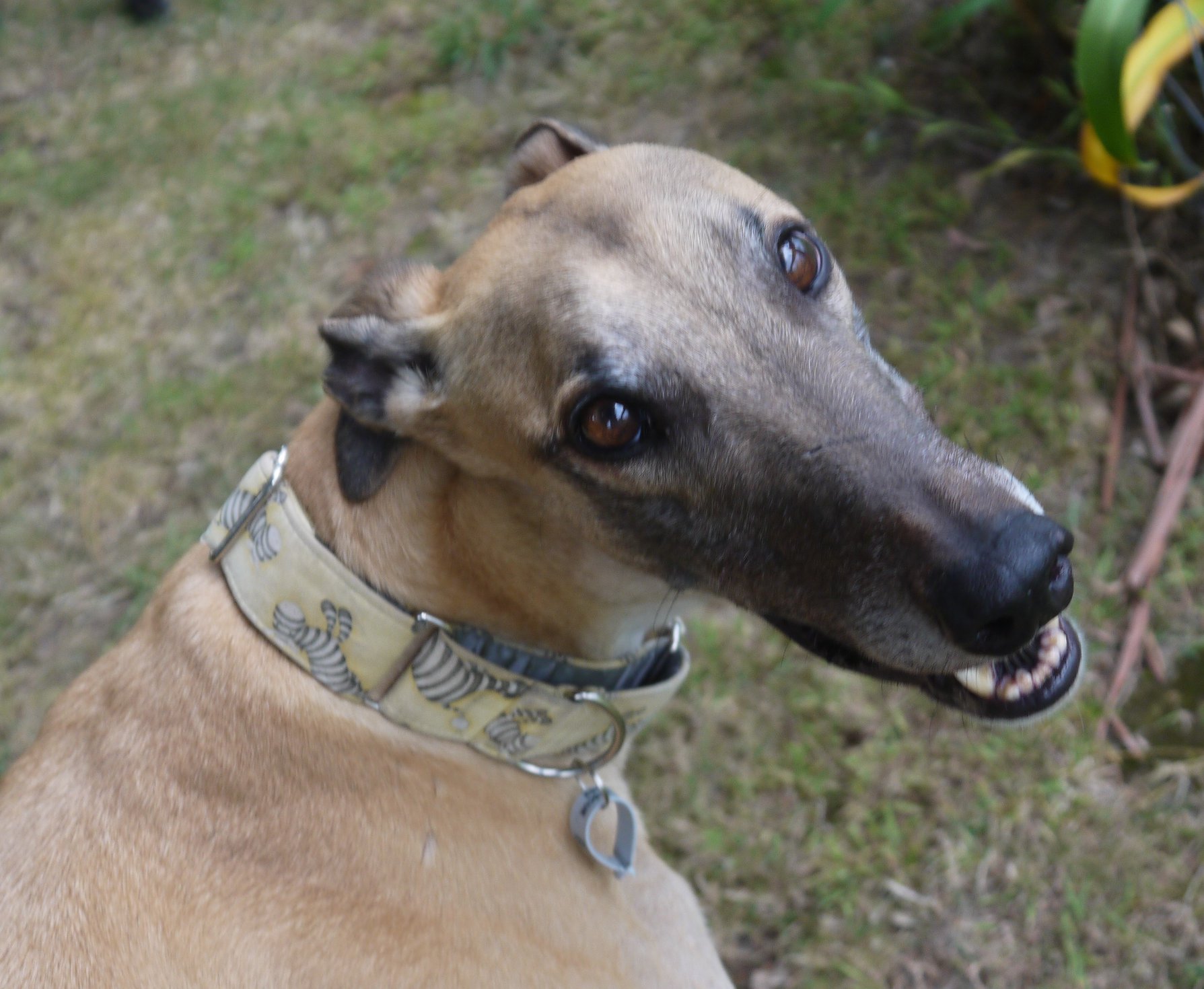 Roy - Large Male Greyhound Dog in VIC - PetRescue