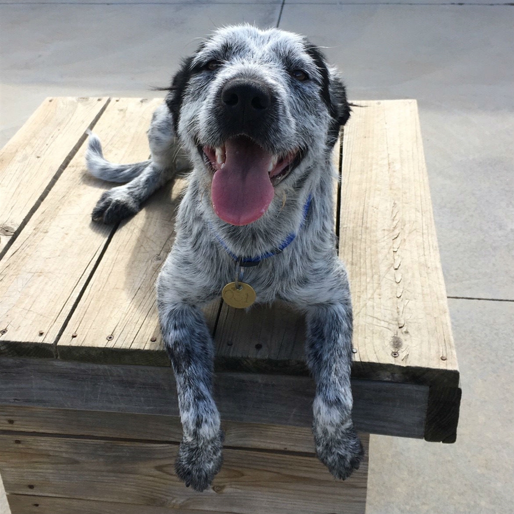 Buddy - Medium Male Blue Heeler Mix Dog in VIC - PetRescue