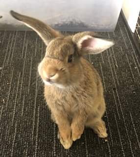 George - Male Lop Eared Mix Rabbit in VIC - PetRescue