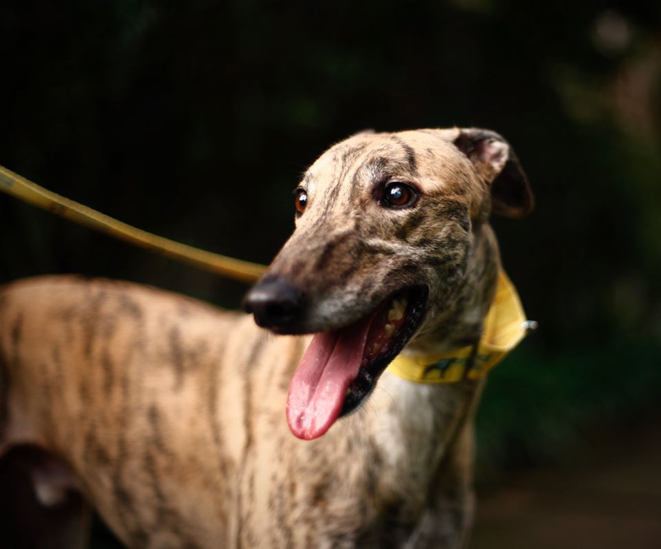 Salvador - Large Male Greyhound Dog in NSW - PetRescue