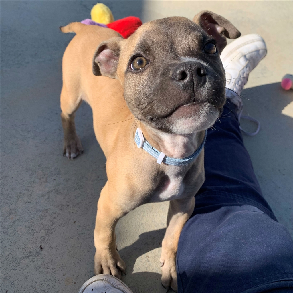 Mordy - Medium Male Staffy Mix Dog in VIC - PetRescue