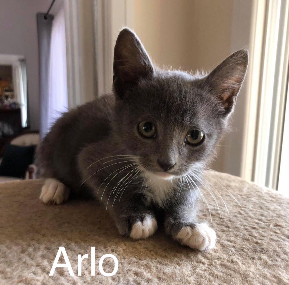 Arlo - Male Domestic Short Hair Cat in QLD - PetRescue
