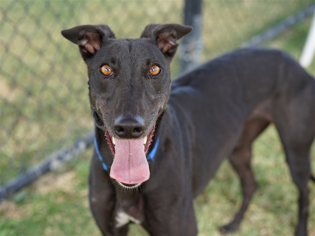 Candy - Large Female Greyhound Dog in QLD - PetRescue